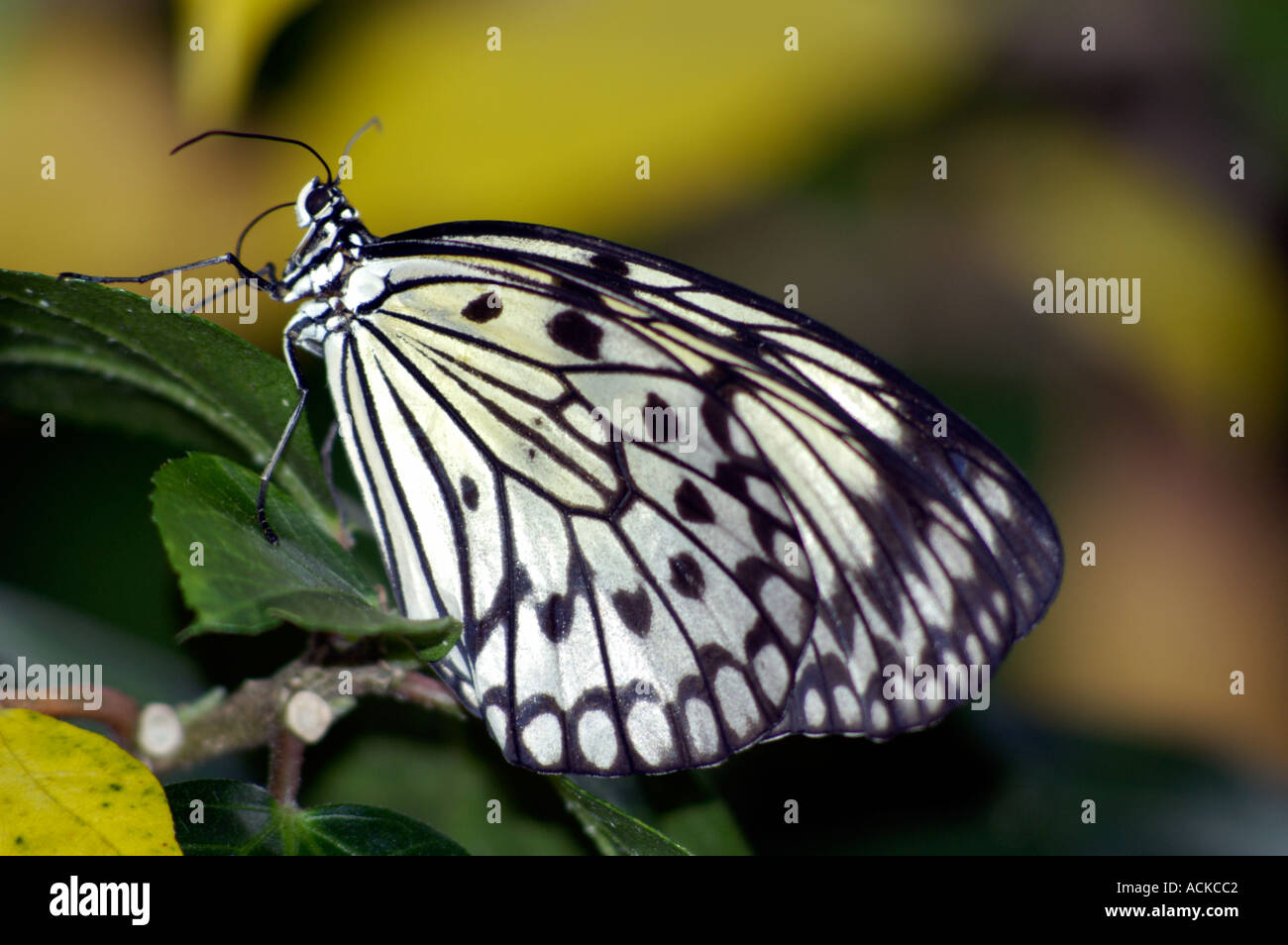 White Tree Nymph Butterfly Idea leuconoe Stock Photo - Alamy