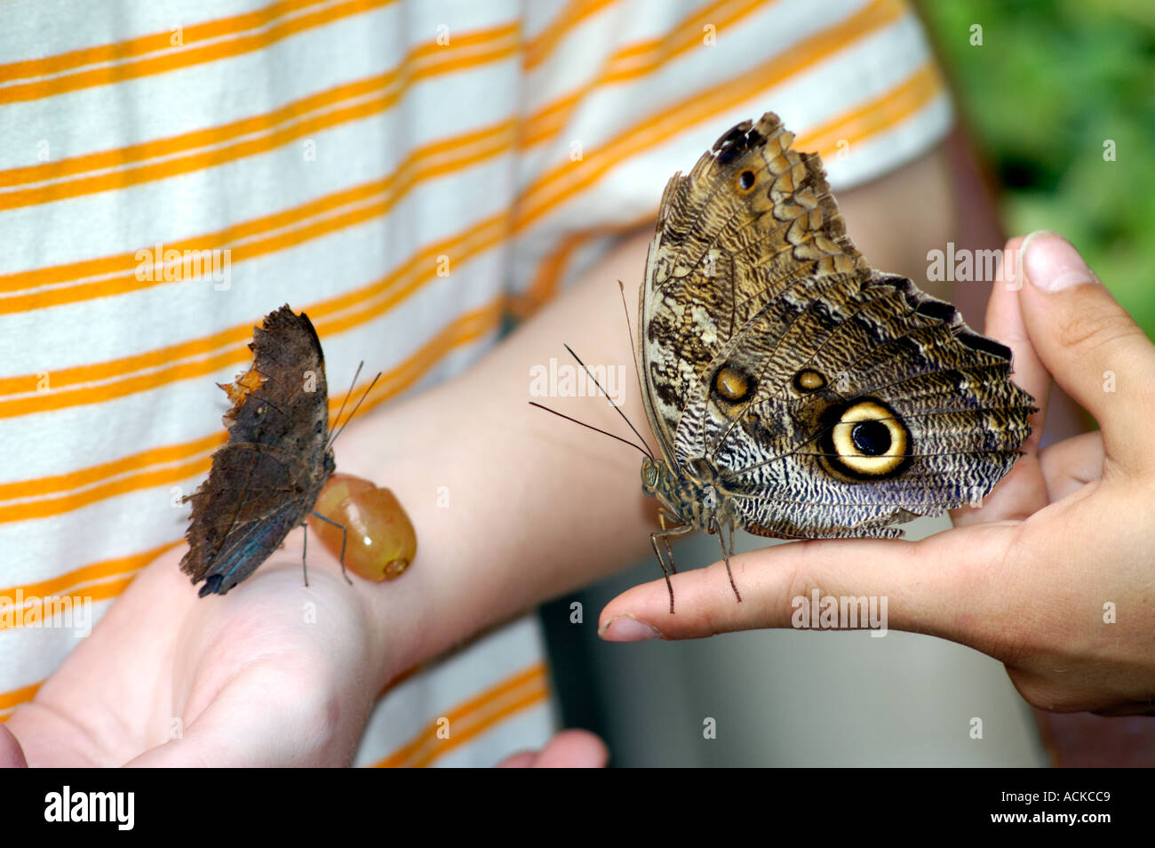 Butterfly wings for kids hi-res stock photography and images - Alamy