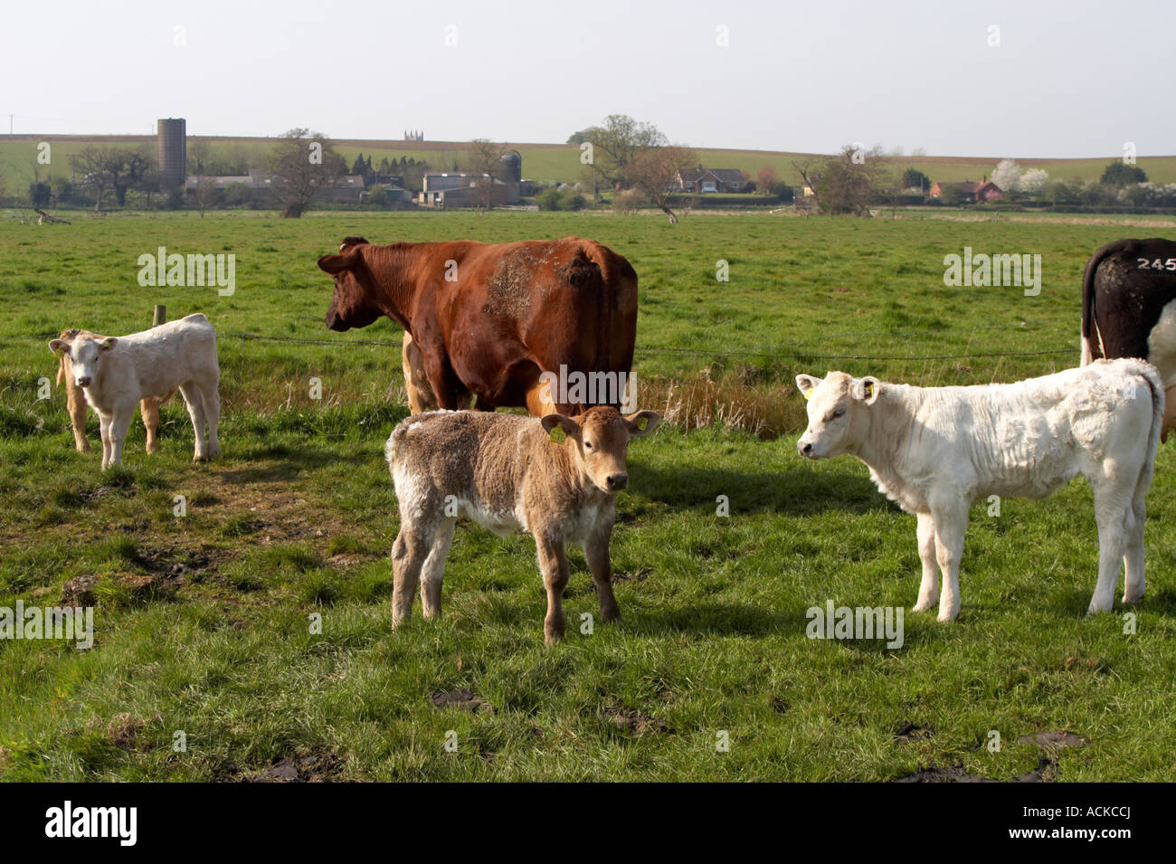 Belgian beef cow hi-res stock photography and images - Alamy
