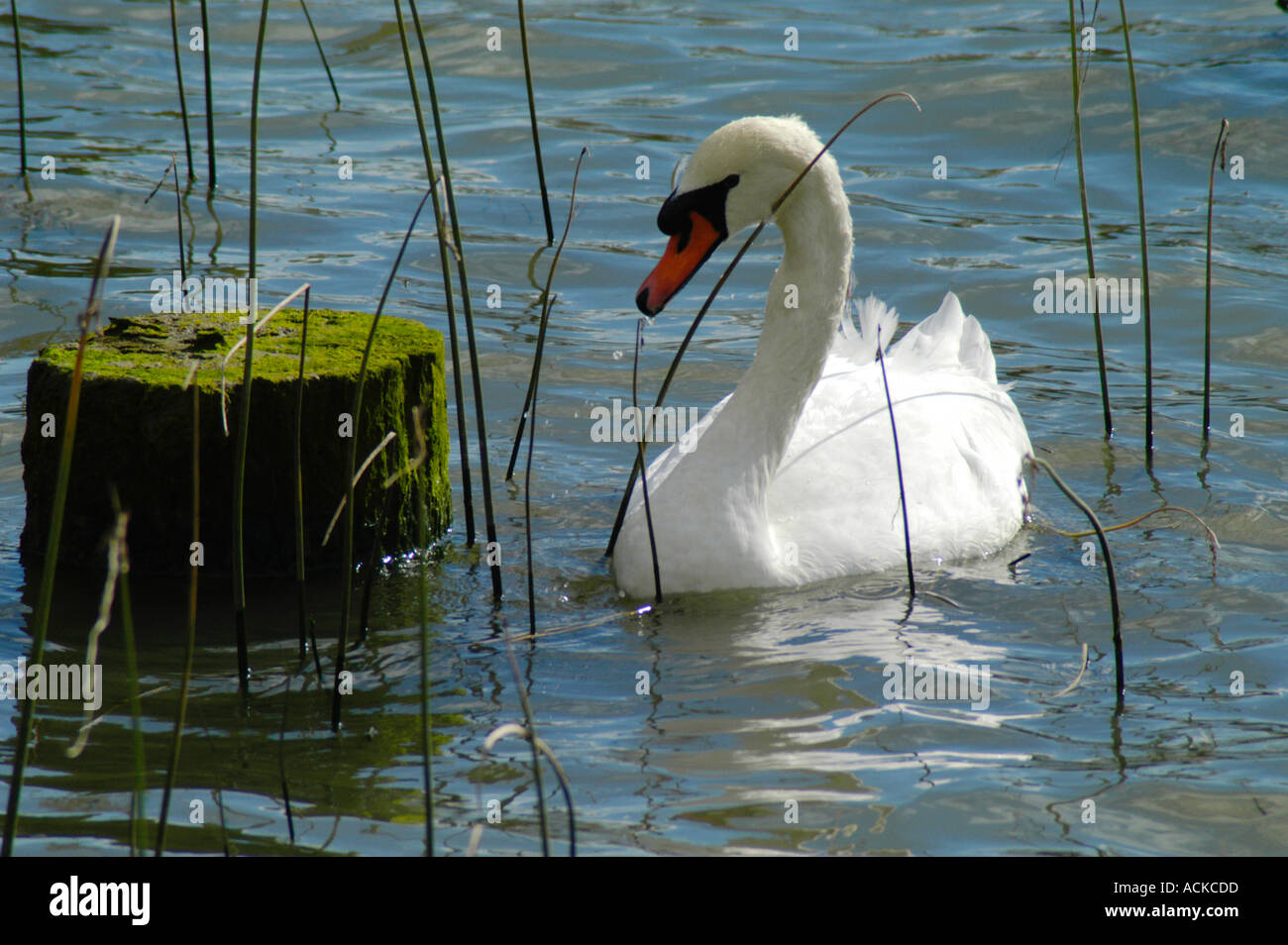 PEACEFUL SWAN Stock Photo - Alamy