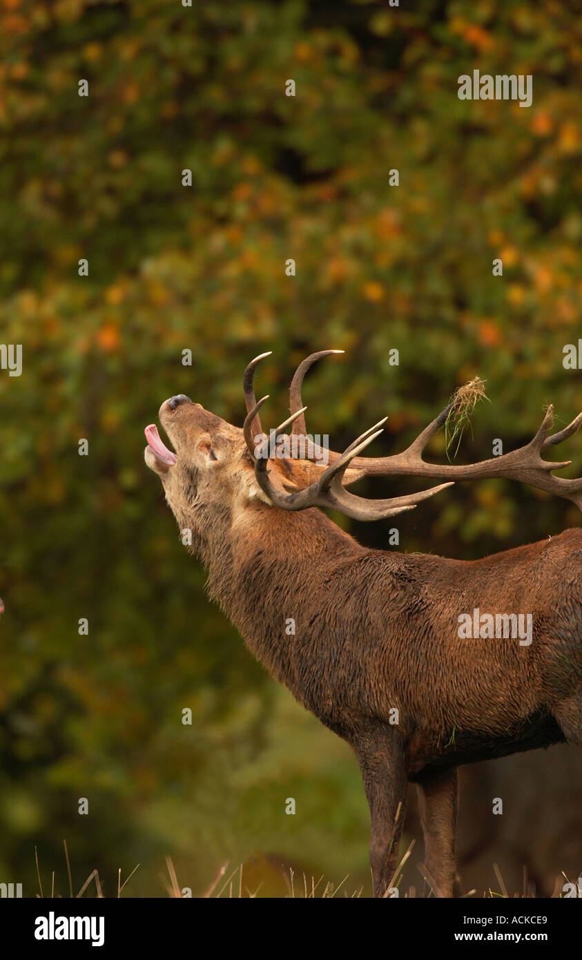 Red Deer Stag Roaring Stock Photo - Alamy