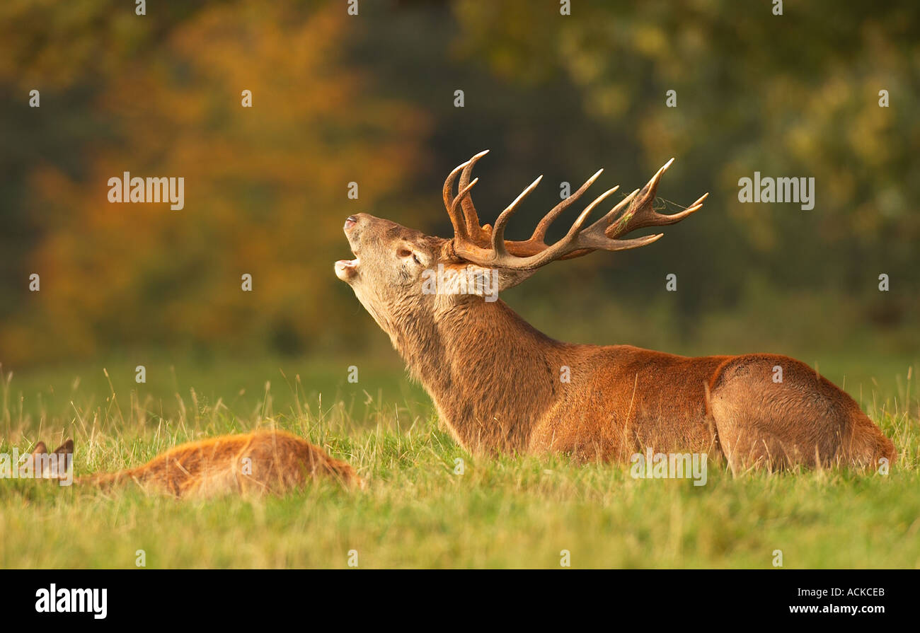 Red Deer Stag Roaring Stock Photo - Alamy