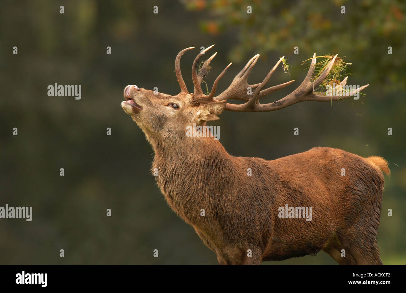 Red Deer Stag Roaring Stock Photo - Alamy
