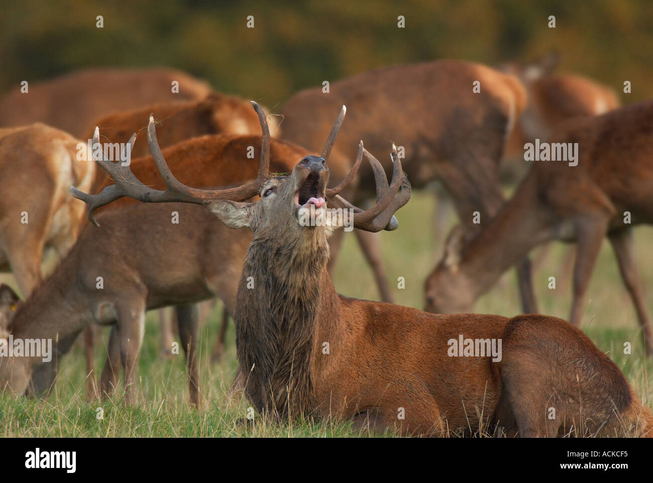 Red Deer Stag Roaring Stock Photo - Alamy