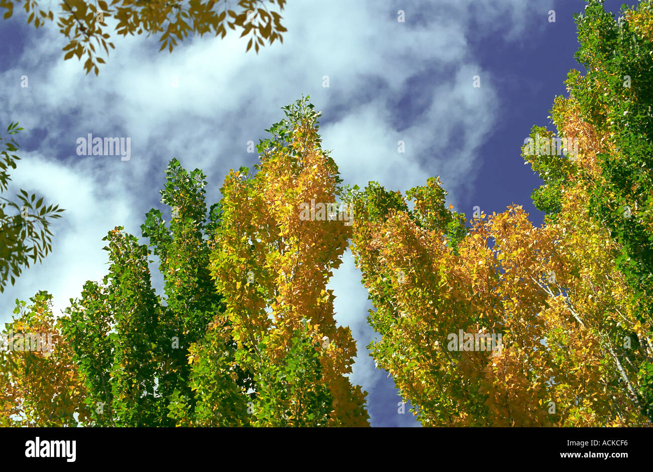 Cottonwoods california hi-res stock photography and images - Alamy