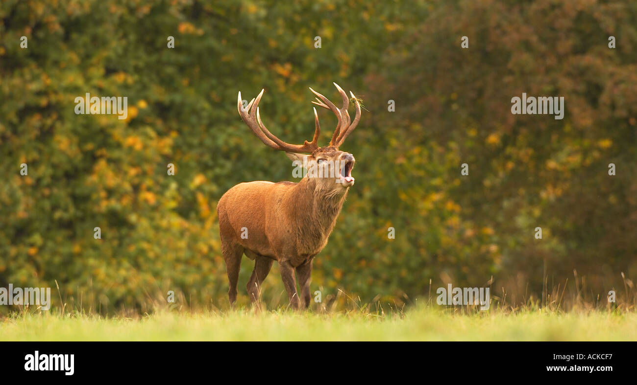 Red Deer Stag Roaring Stock Photo - Alamy
