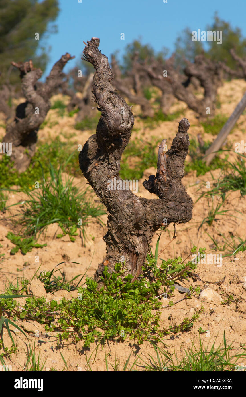 Old vines trained in hi-res stock photography and images - Alamy