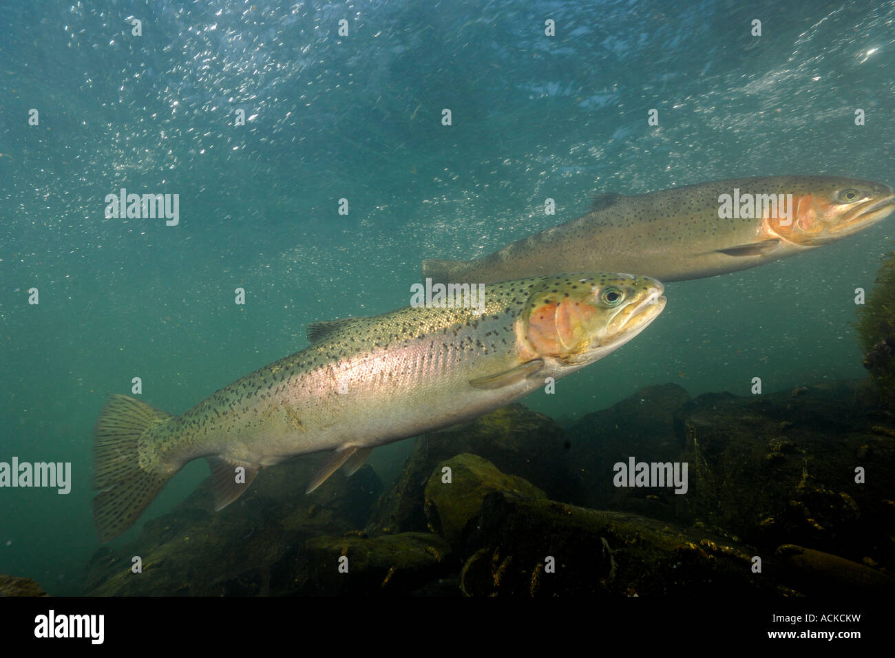 Oregon steelhead underwater hi-res stock photography and images - Alamy