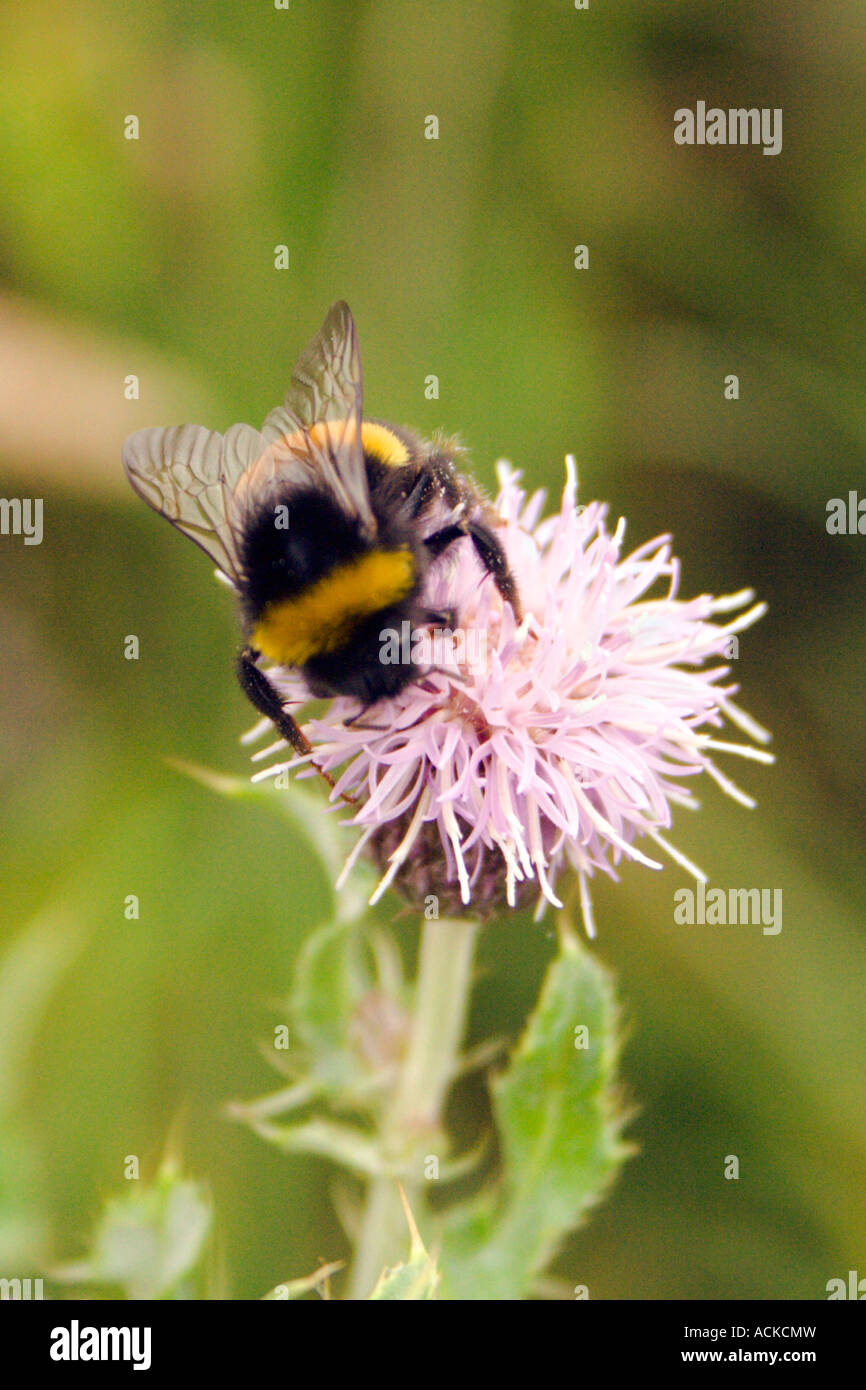 Bumble bee pollinating a thistle in Scotland Stock Photo - Alamy