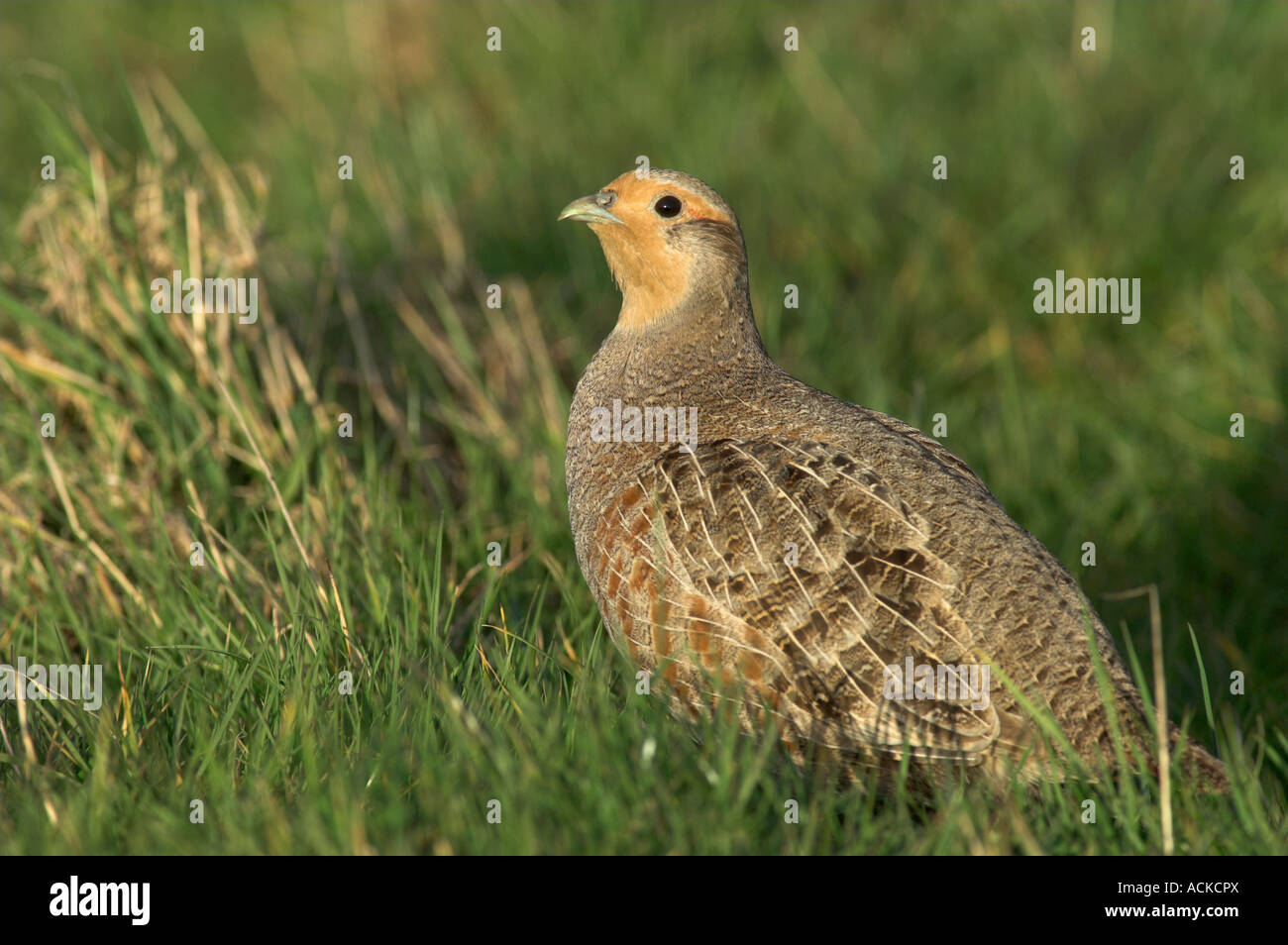 Grey Partridge Perdix perdix female in grass Kent England Stock Photo ...