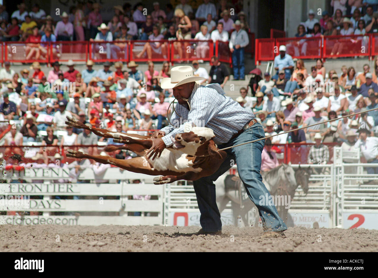 cowboy catching a cattle at a rodeo. town cheyenne, wyoming, usa old ...