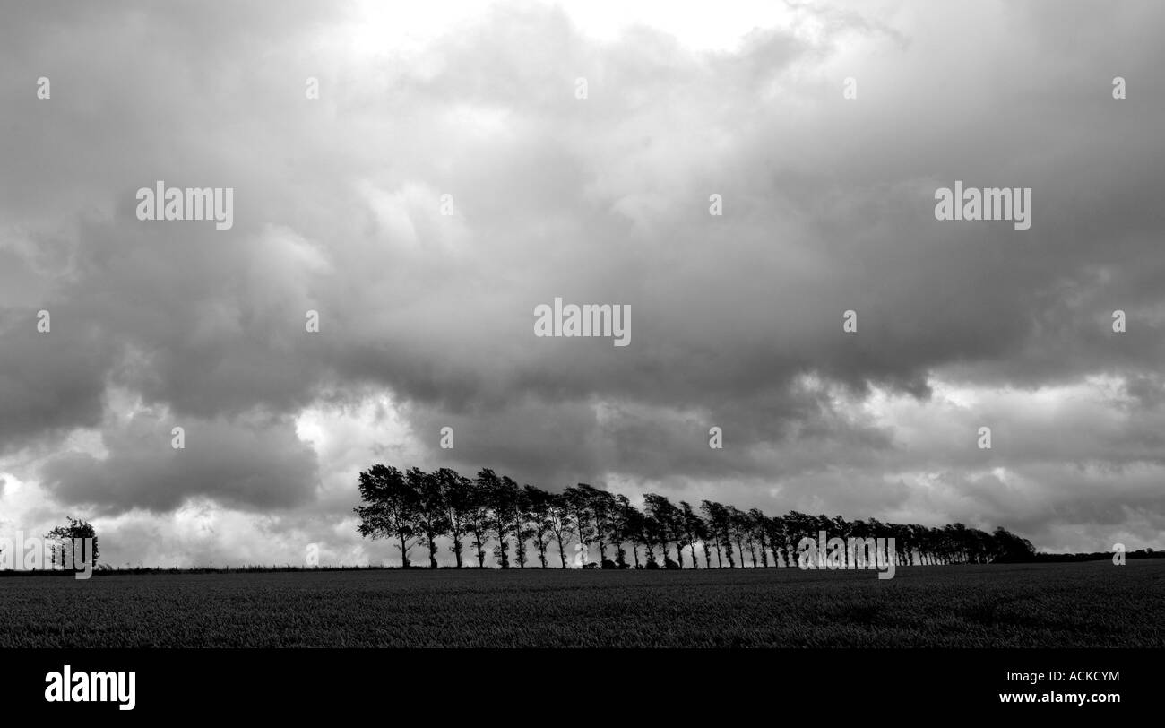 A row of trees form a windbreak for a field of crops in England ...
