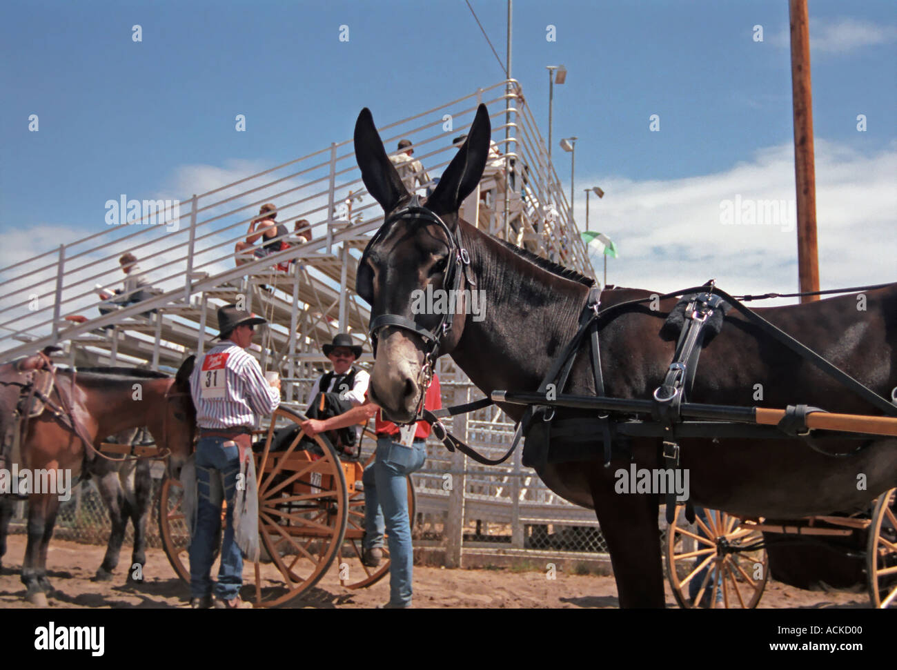 Mule harness hi-res stock photography and images - Alamy