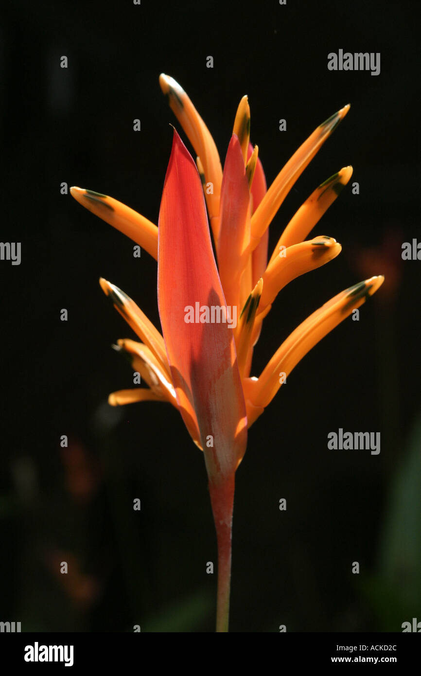 Sabah flower hi-res stock photography and images - Alamy