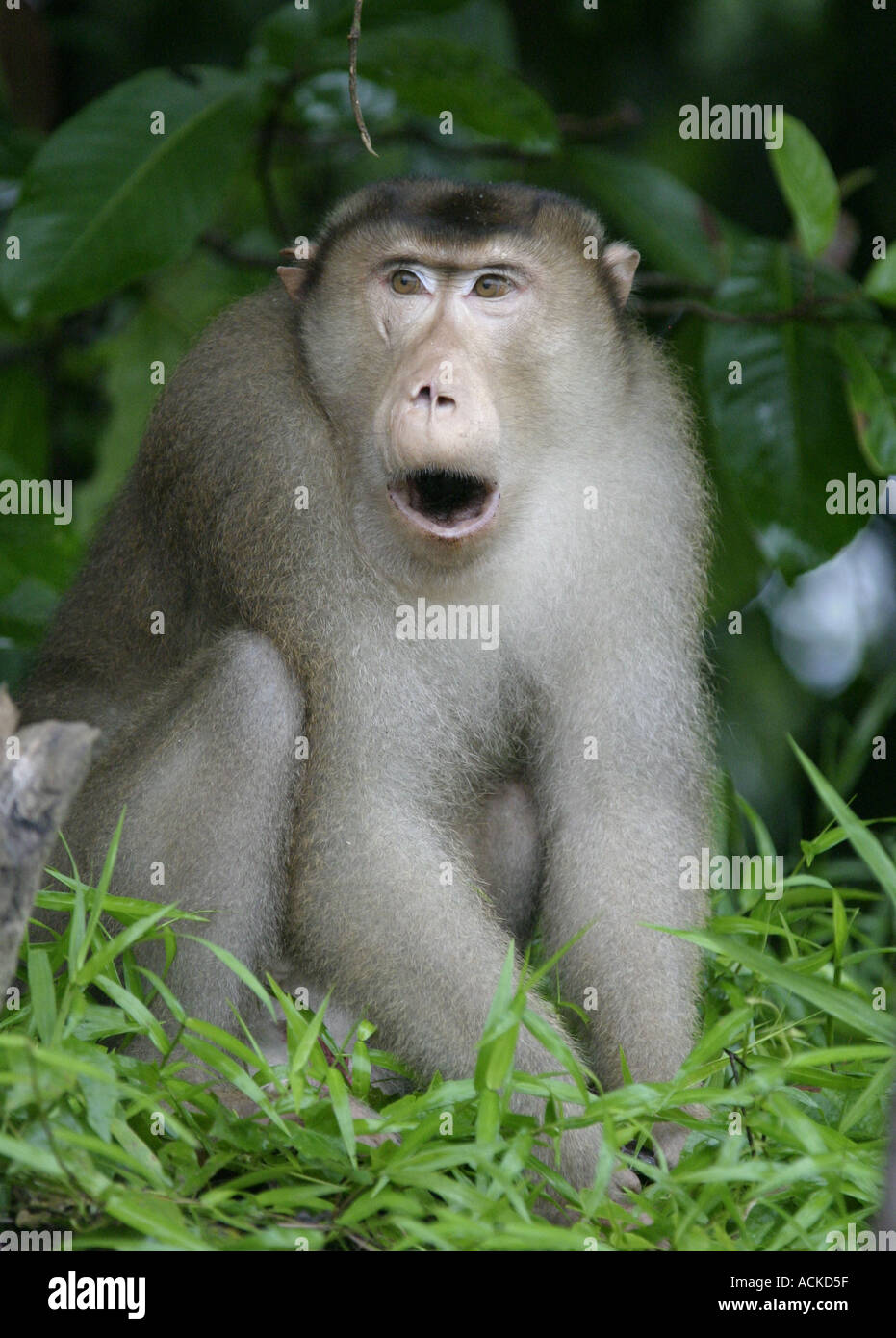 Short tailed macaque hi-res stock photography and images - Alamy
