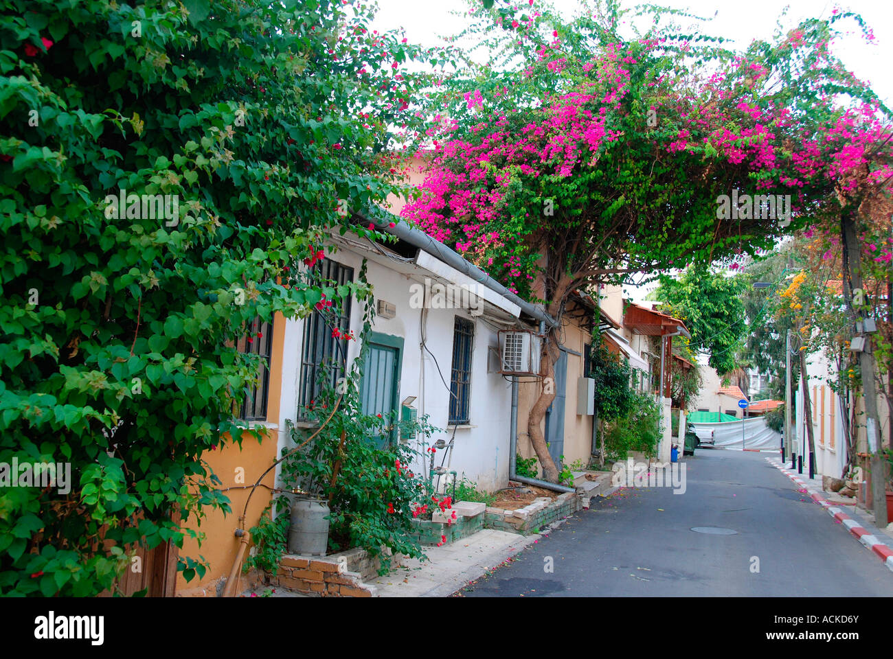 Neve Tzedek Tel Aviv Israel bougainvillea plants Stock Photo - Alamy
