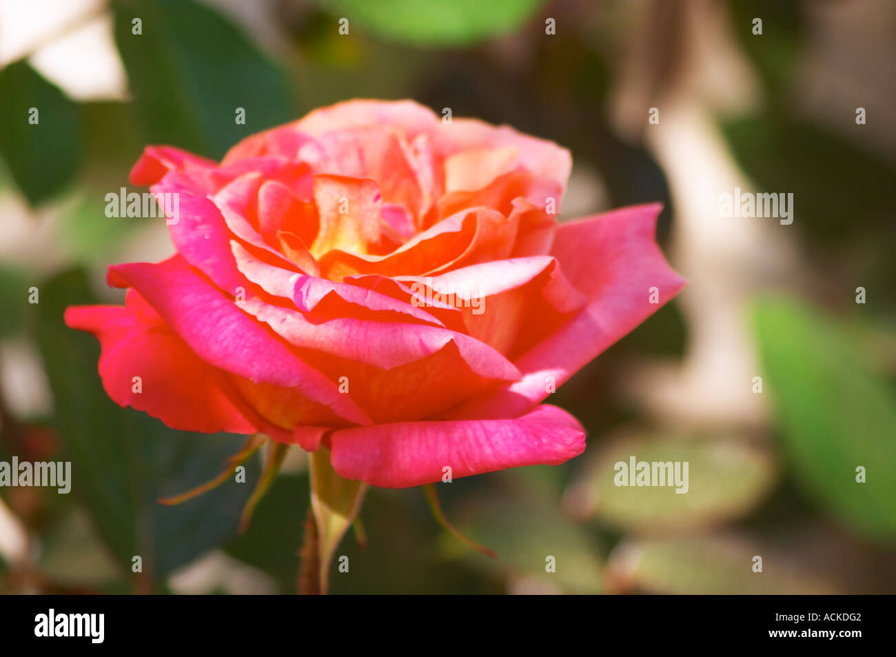 Roses in the garden, in pink red and yellow Clos des Iles Le Brusc Six ...