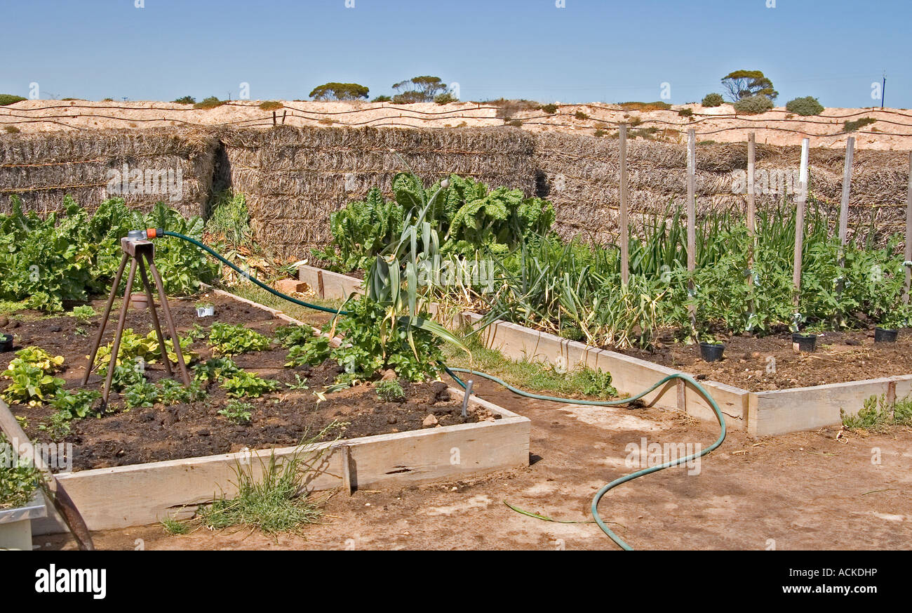 a vegetable garden or patch with plants growing in rows Stock Photo - Alamy