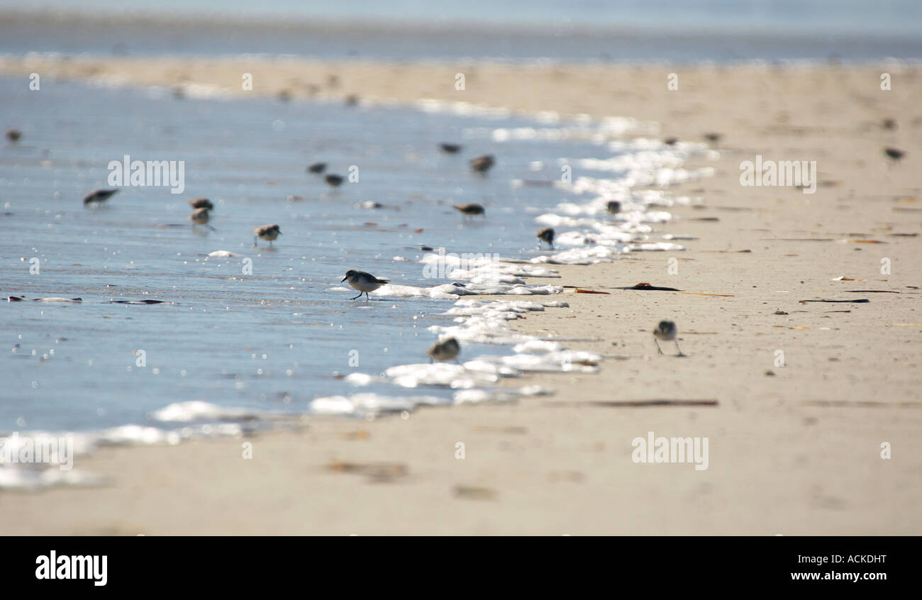 birds on the beach foraging in the gentle water Stock Photo - Alamy