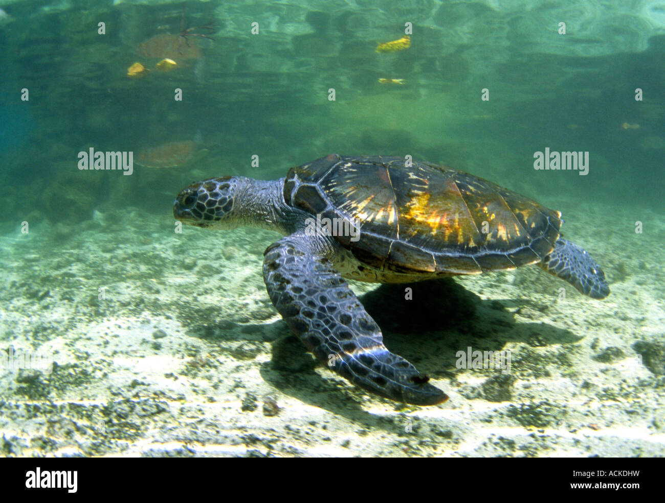 Green sea turtle Savai'i Island Samoa polynesia south pacific Stock ...