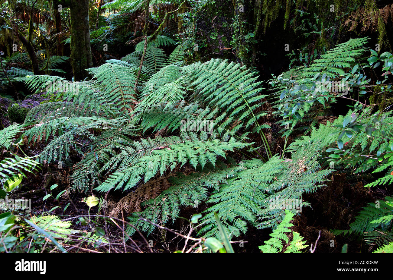tree ferns under the main canopy of oxley world heritage rainforest ...