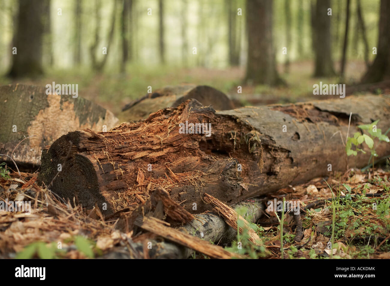 Trees alive and dead hi-res stock photography and images - Alamy