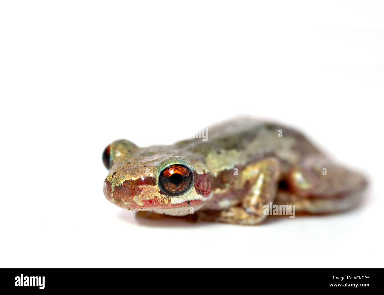 Litoria dentata hi-res stock photography and images - Alamy