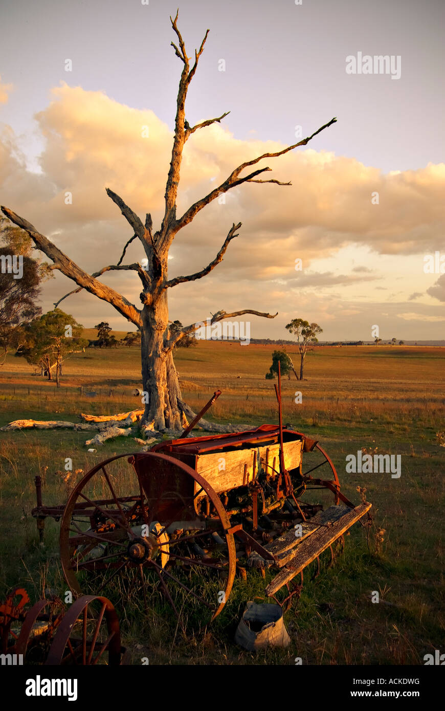 an old plough and dead tree on a farm at sunset Stock Photo - Alamy