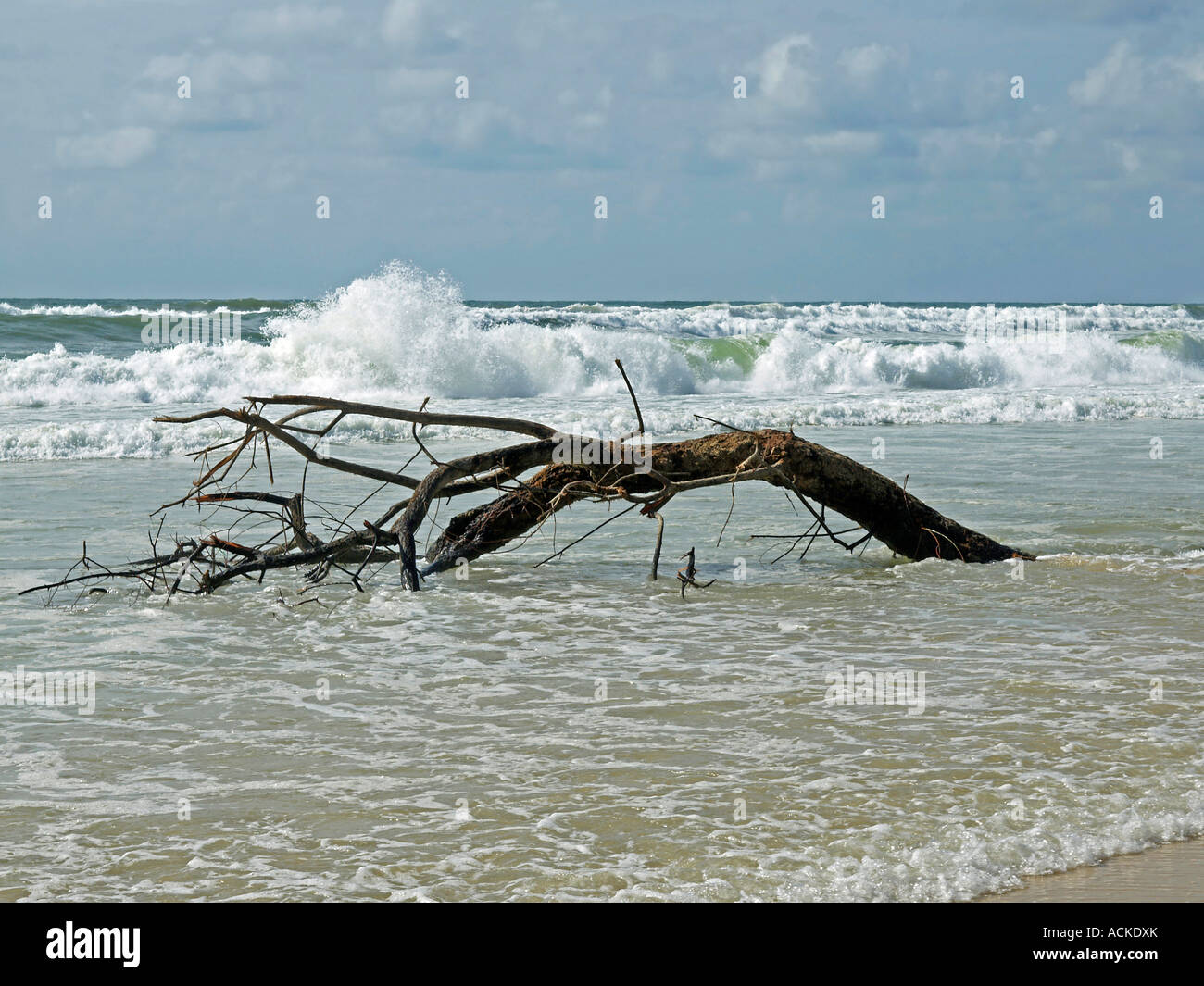 Atlantic Ocean stranded tree on the beach Stock Photo - Alamy