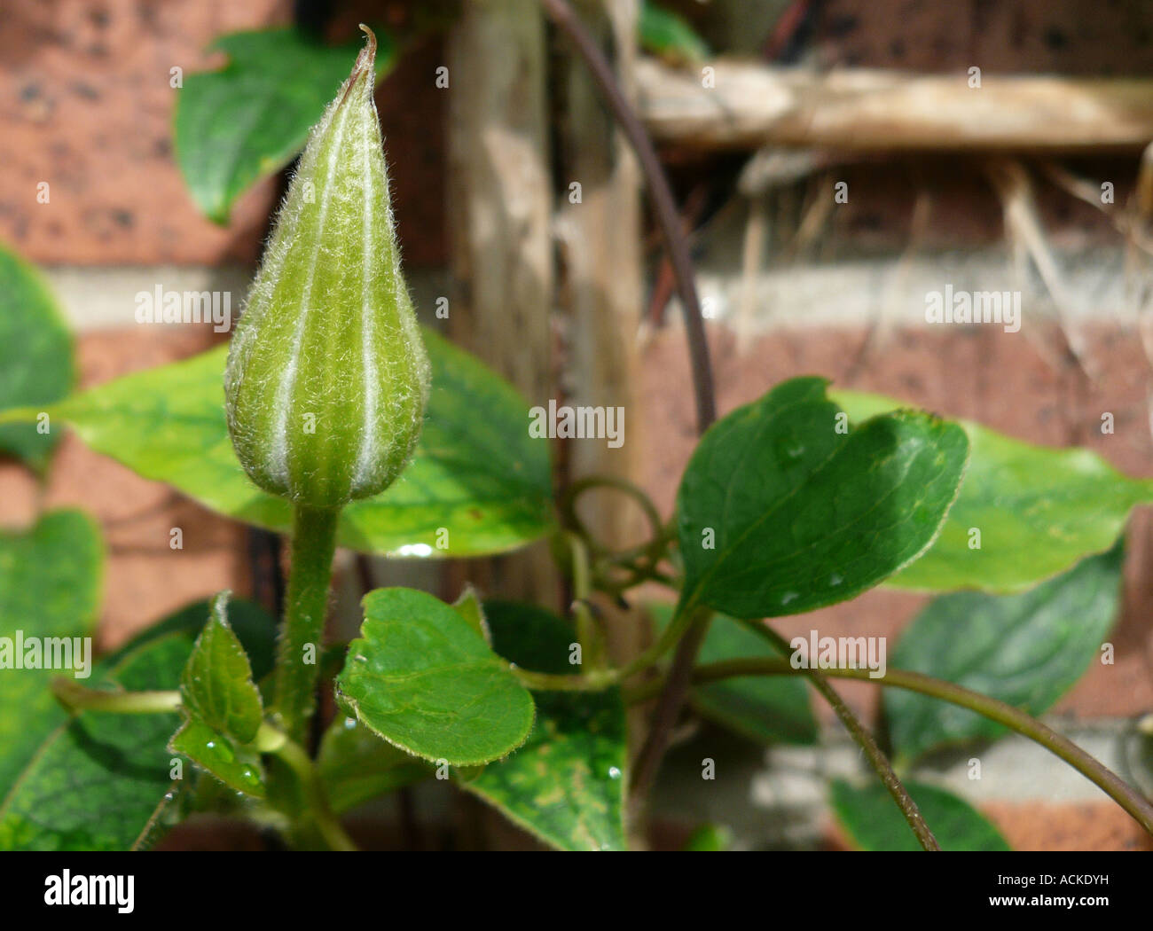Clematis bud hi-res stock photography and images - Alamy