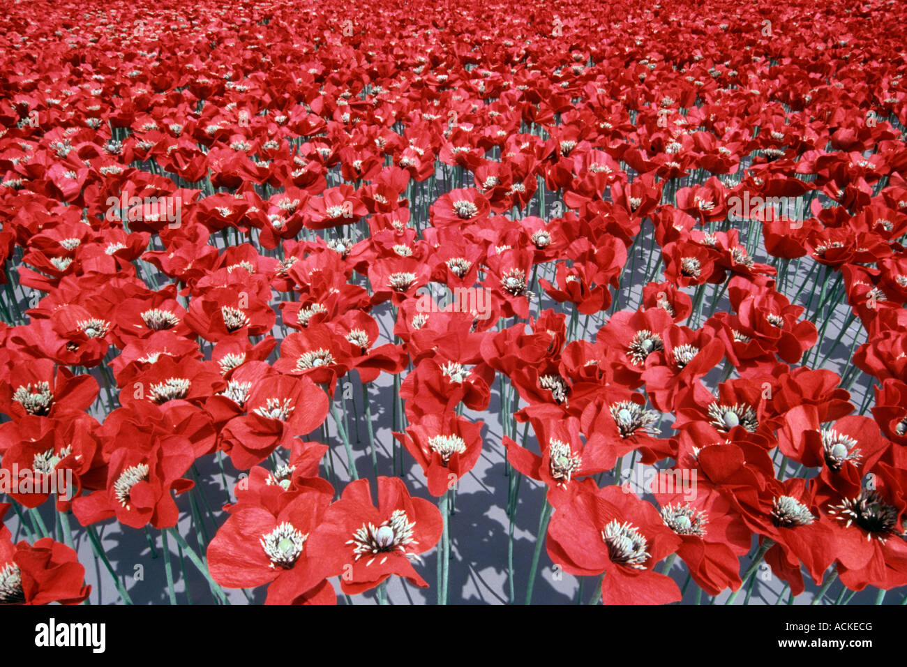 Promotional display of red poppies in Covent Garden in London Stock ...