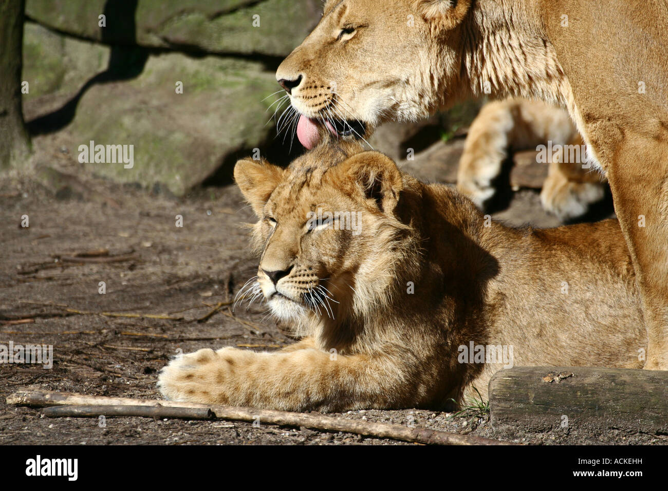 Anthropomorphic Lioness