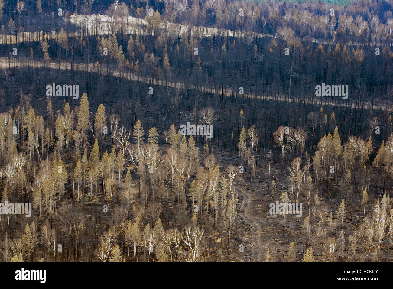 Siberia forest fire hi-res stock photography and images - Alamy