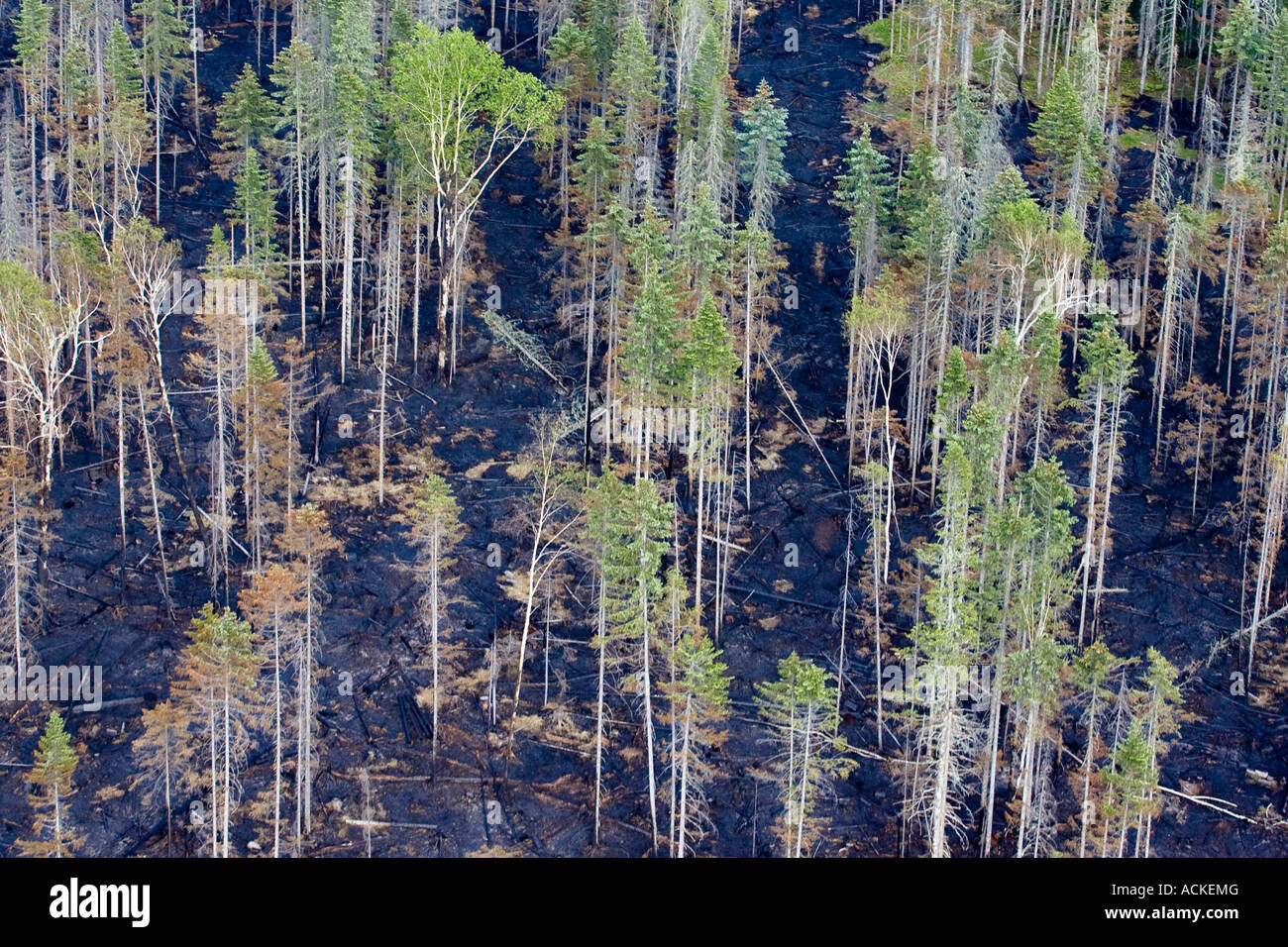 Komsomolsk Russia June 2007 Aftermath of a forest fire in a remote ...