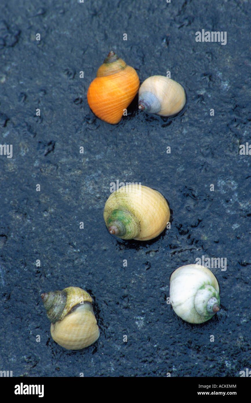 Perwinkles hi-res stock photography and images - Alamy