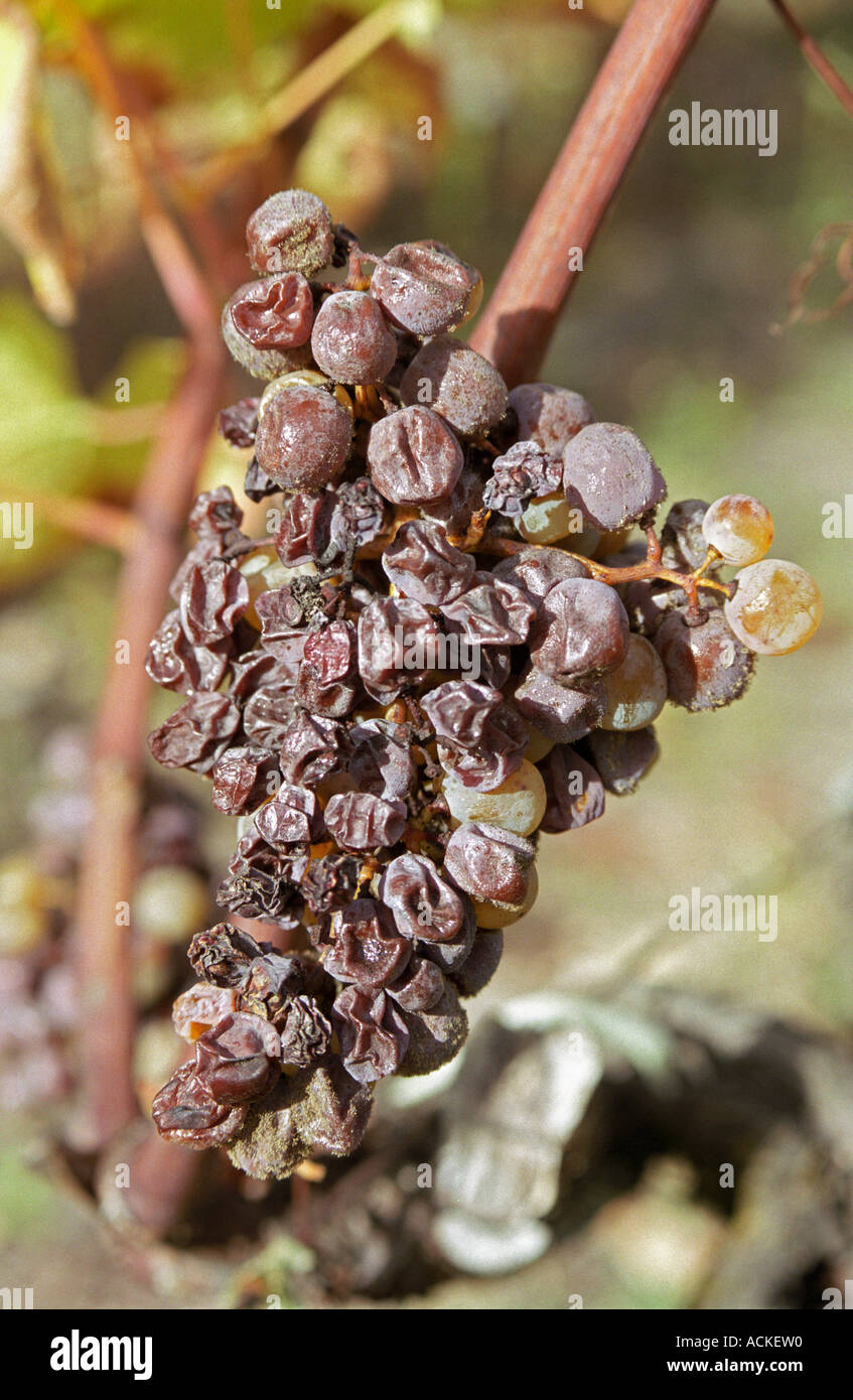 Semillon grapes with noble rot but mostly dried desiccated (passerille ...