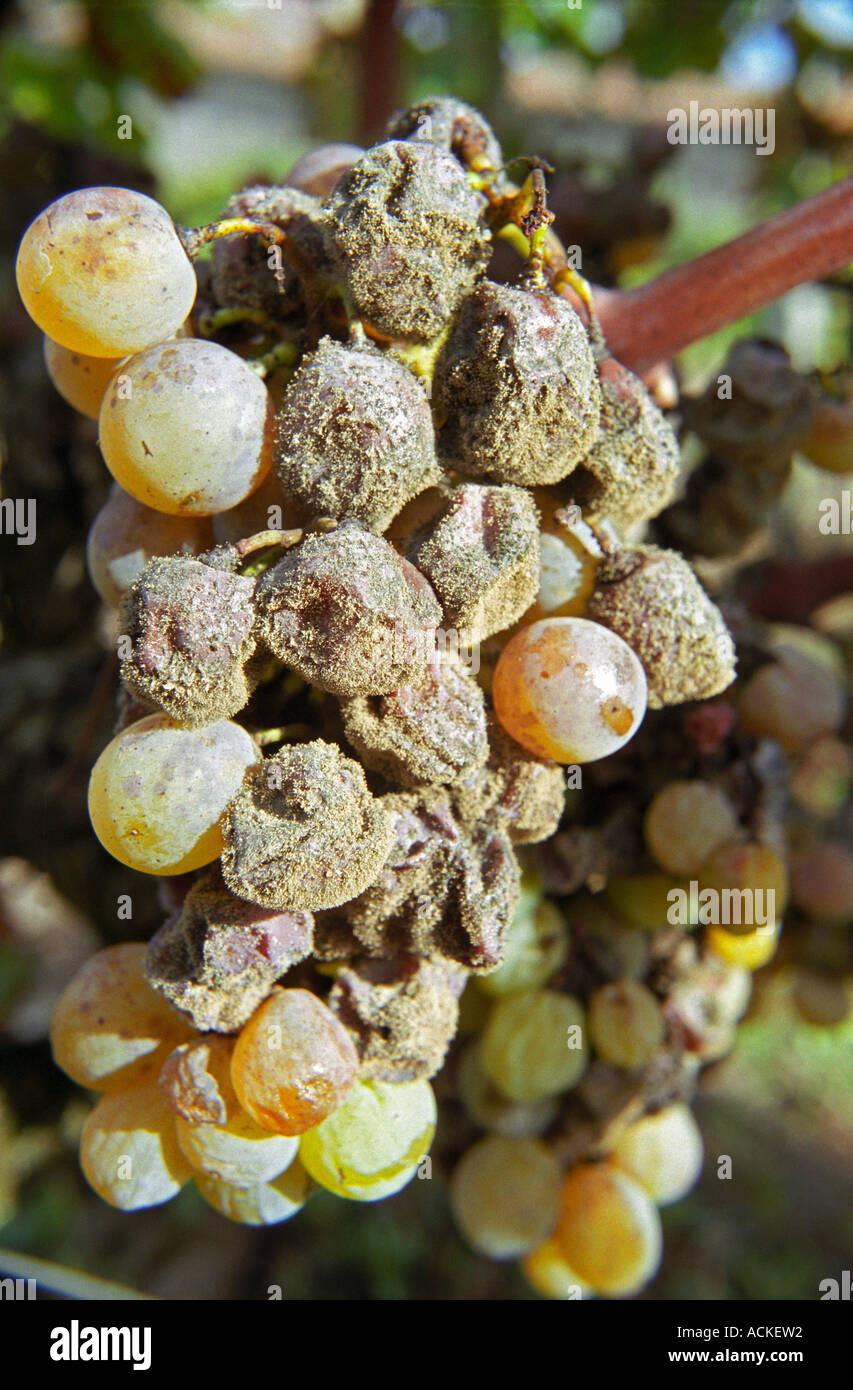 Noble grape vine vitis vinifera hi-res stock photography and images - Alamy