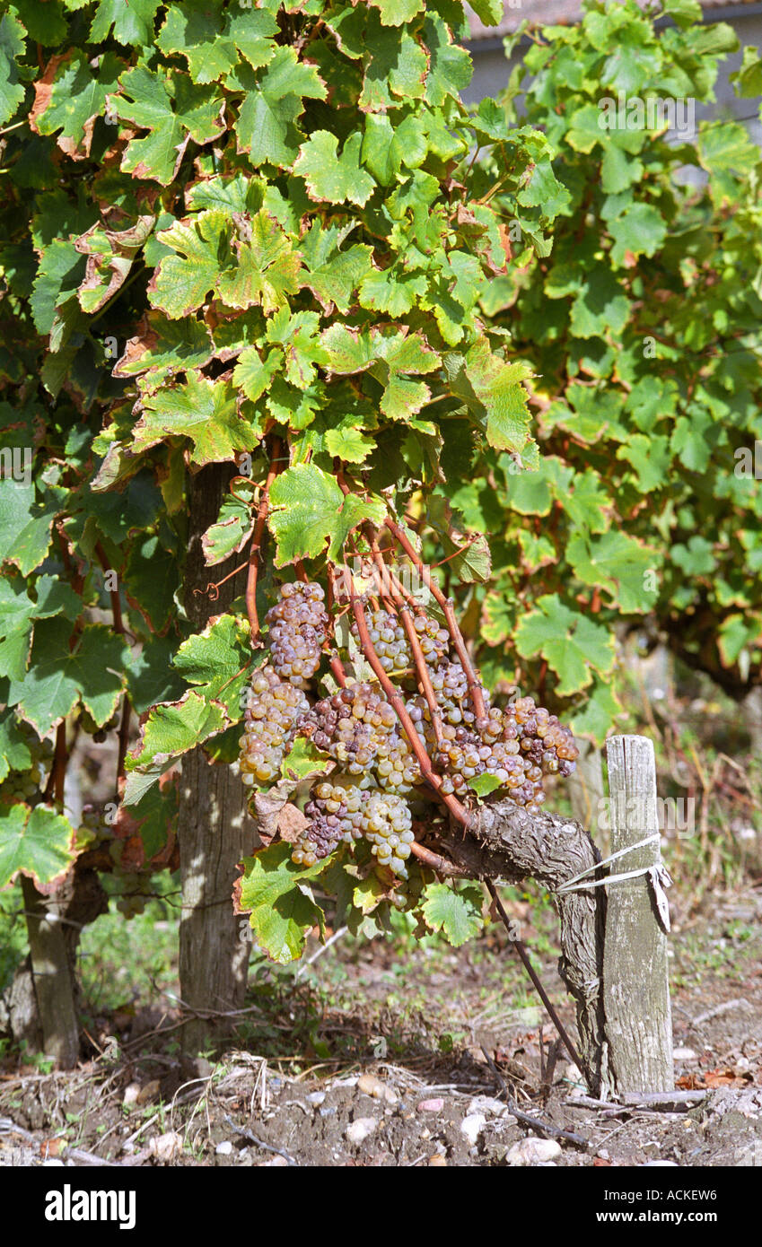 Noble Grape Vine Vitis Vinifera High Resolution Stock Photography and Images - Alamy
