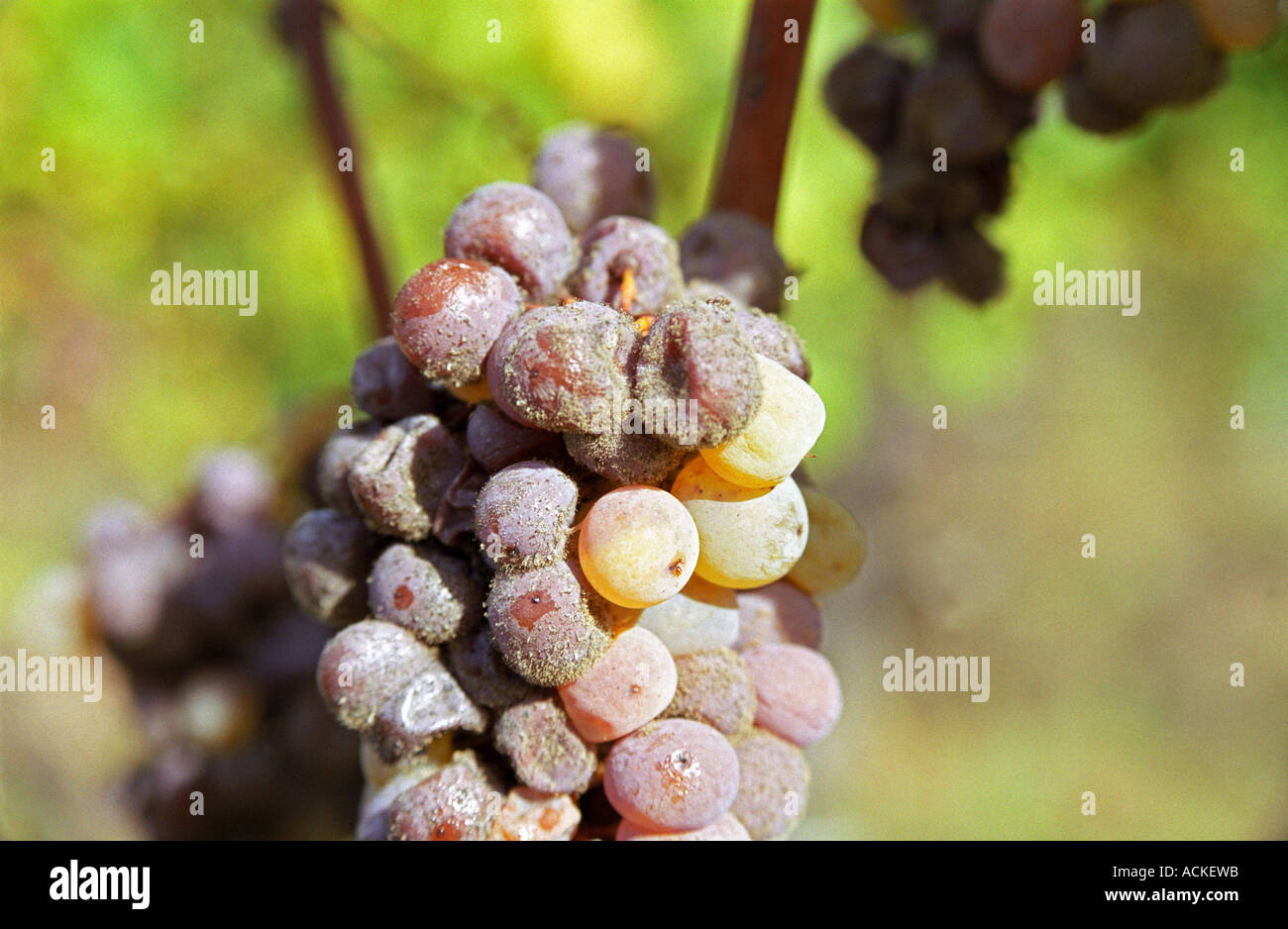 Botrytis bunch rot botrytis cinerea hi-res stock photography and images ...