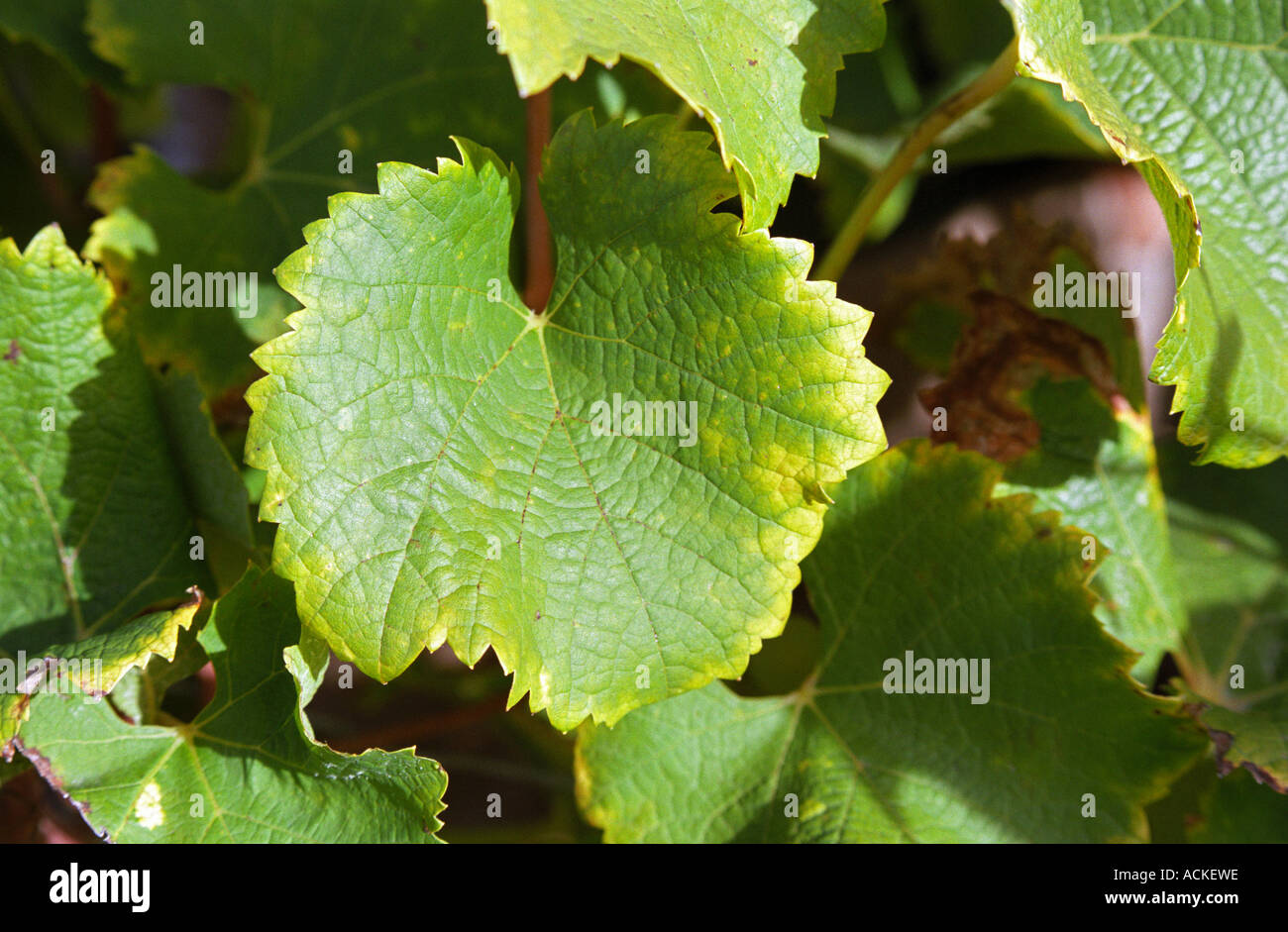 Raymond Bordeaux High Resolution Stock Photography and Images - Alamy
