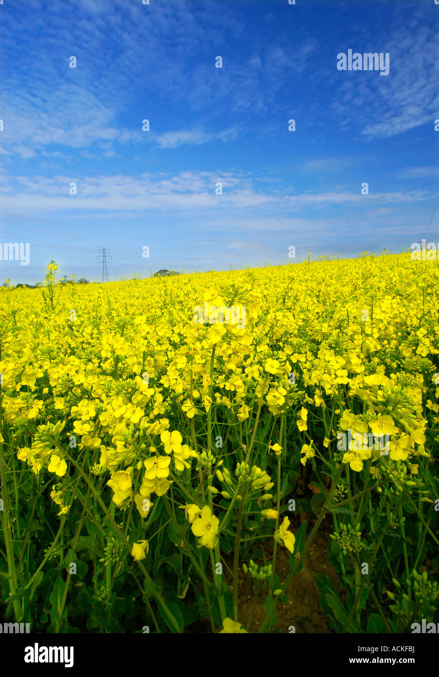 Yellow oil seed rape field Stock Photo - Alamy