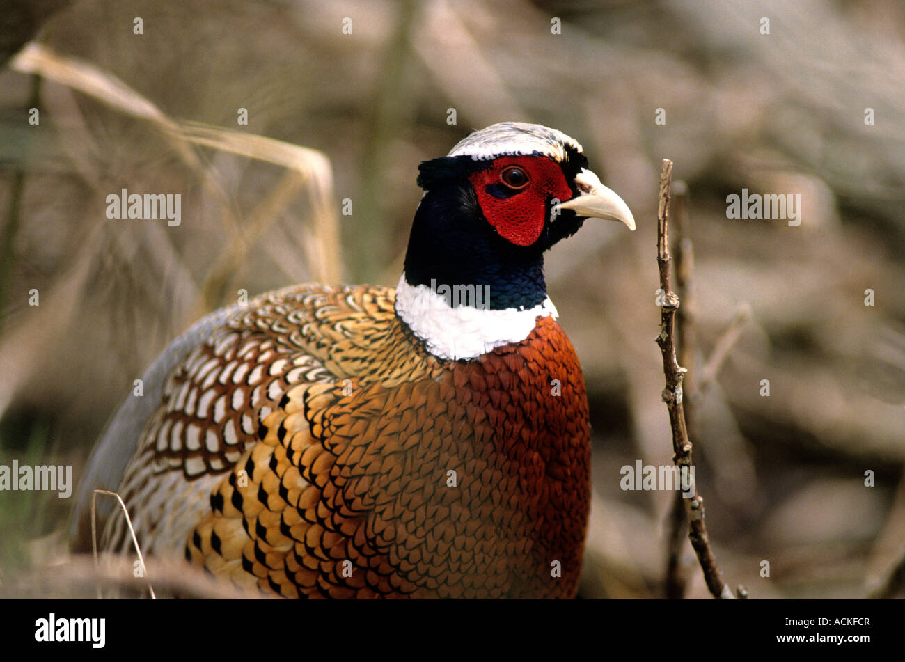 Pheasant hi-res stock photography and images - Alamy