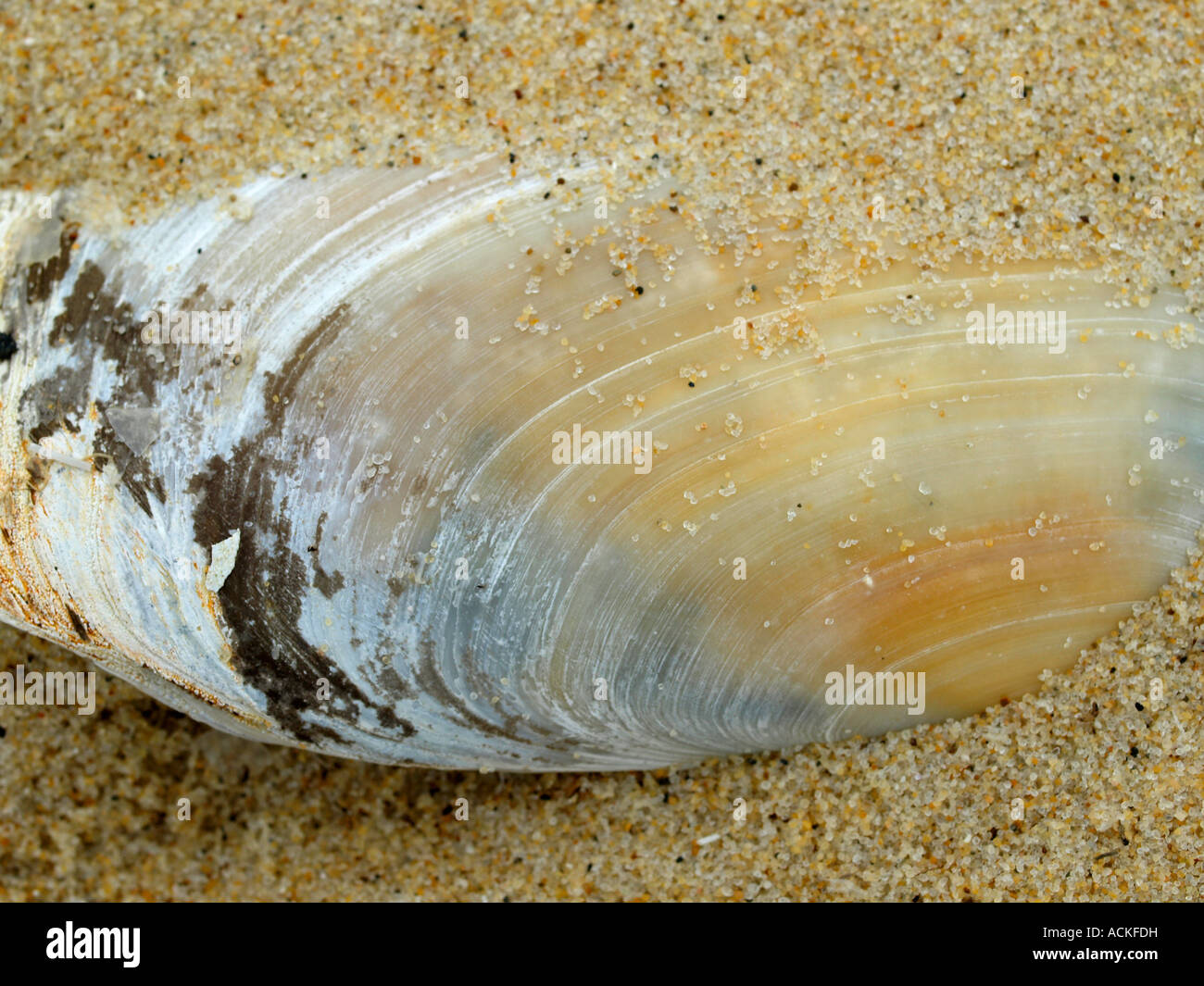 shell of mussel in sand Stock Photo - Alamy
