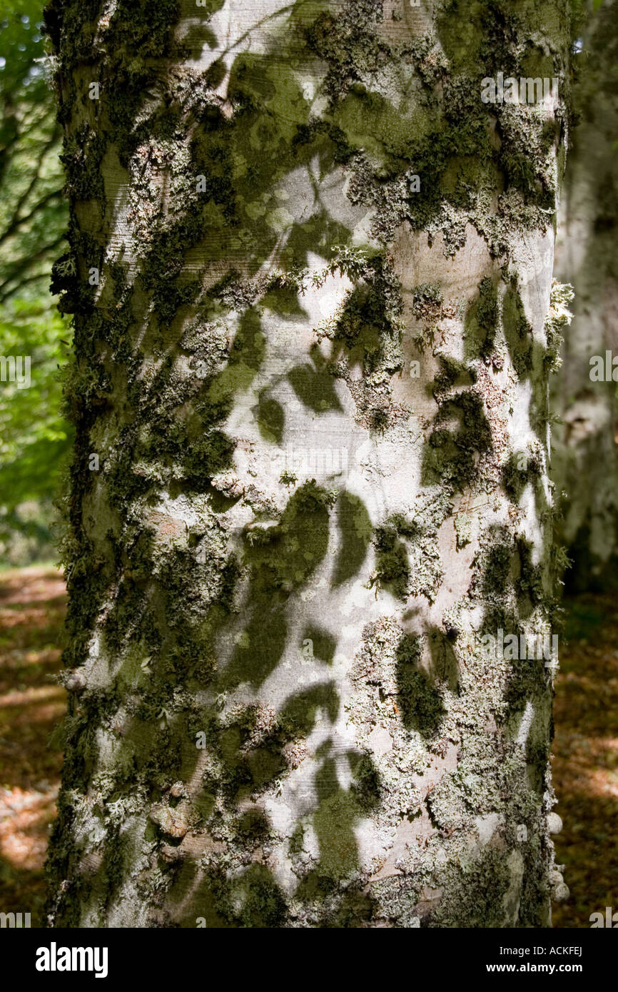 Beech tree trunk with shadows of leaves Stock Photo - Alamy