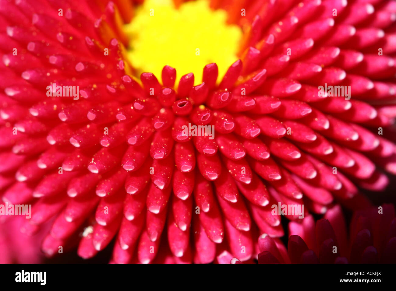 Rob Roy - red Bellis perennis Stock Photo - Alamy