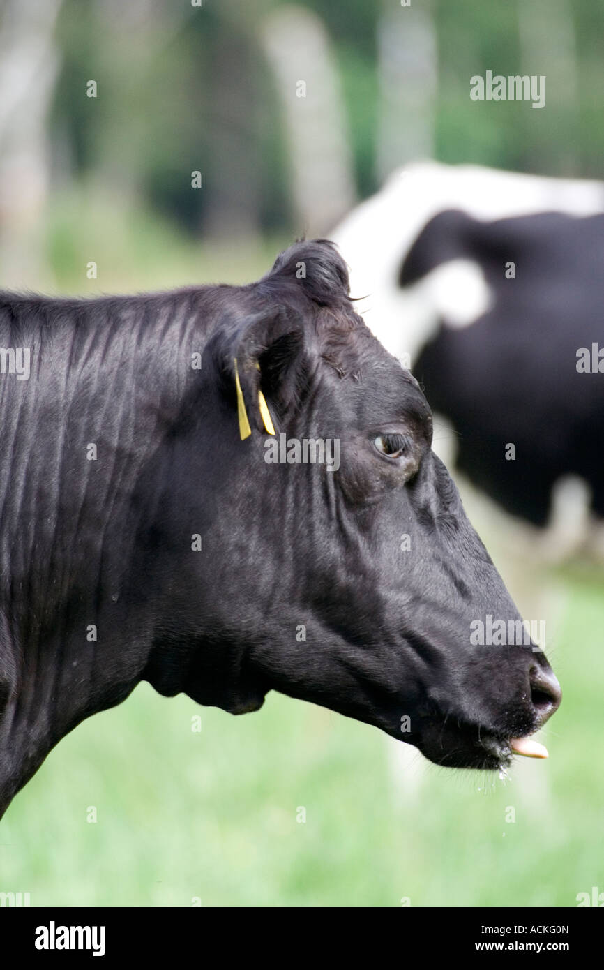 head of cow Stock Photo - Alamy