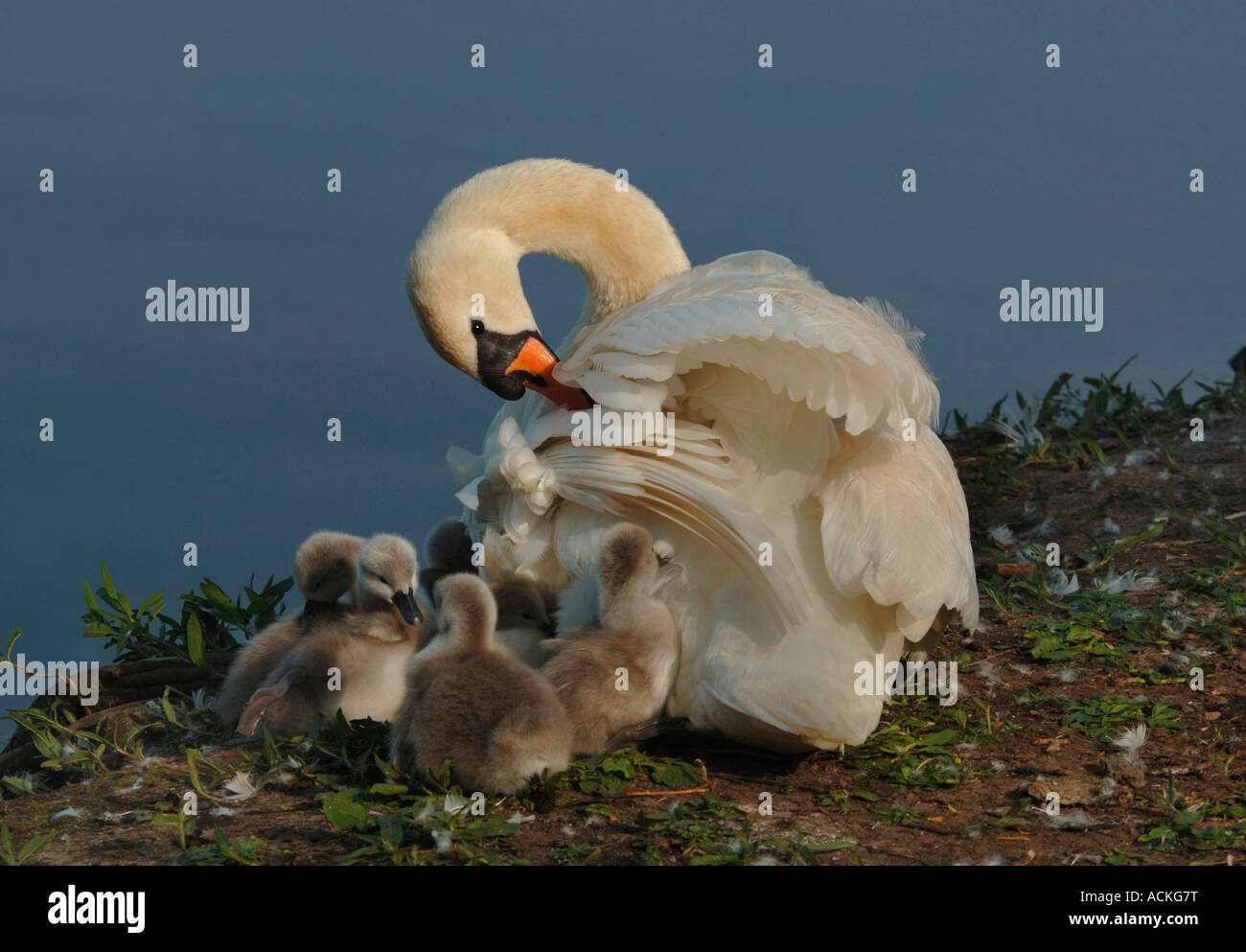 Mute Swans,(Cygnus olor).Female Mute Swan Sitting With Her Young Stock Photo - Alamy