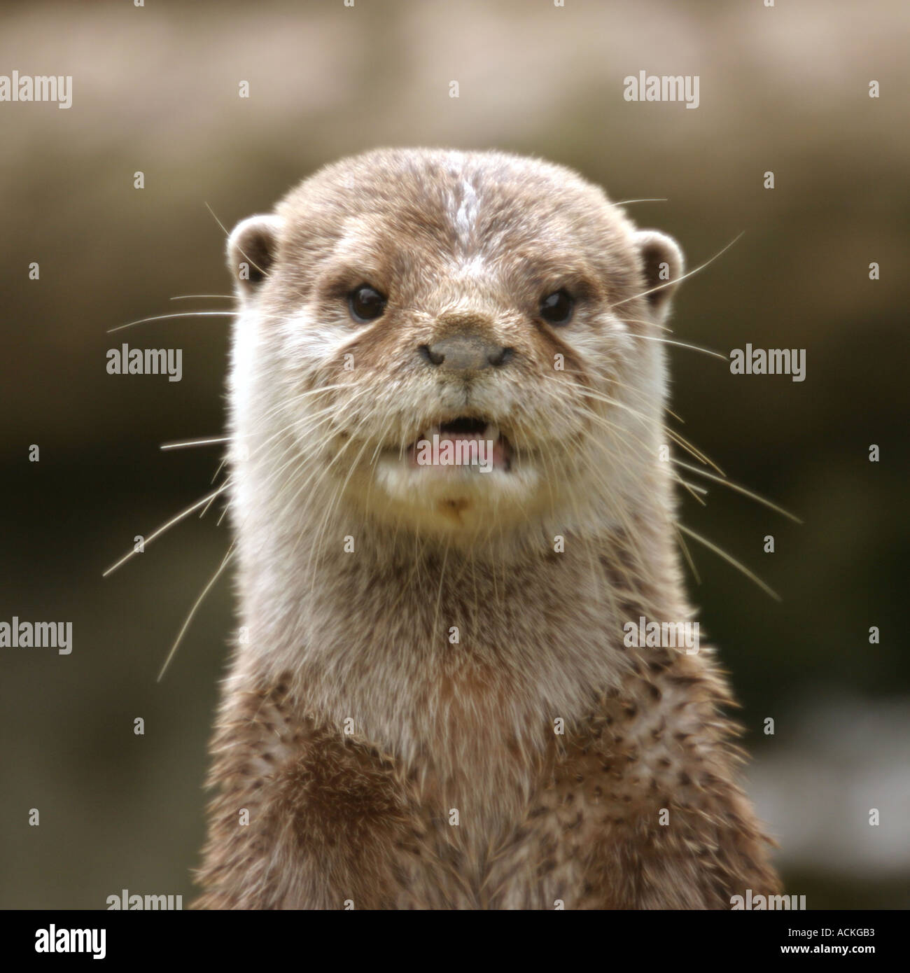 Otter uk teeth hi-res stock photography and images - Alamy
