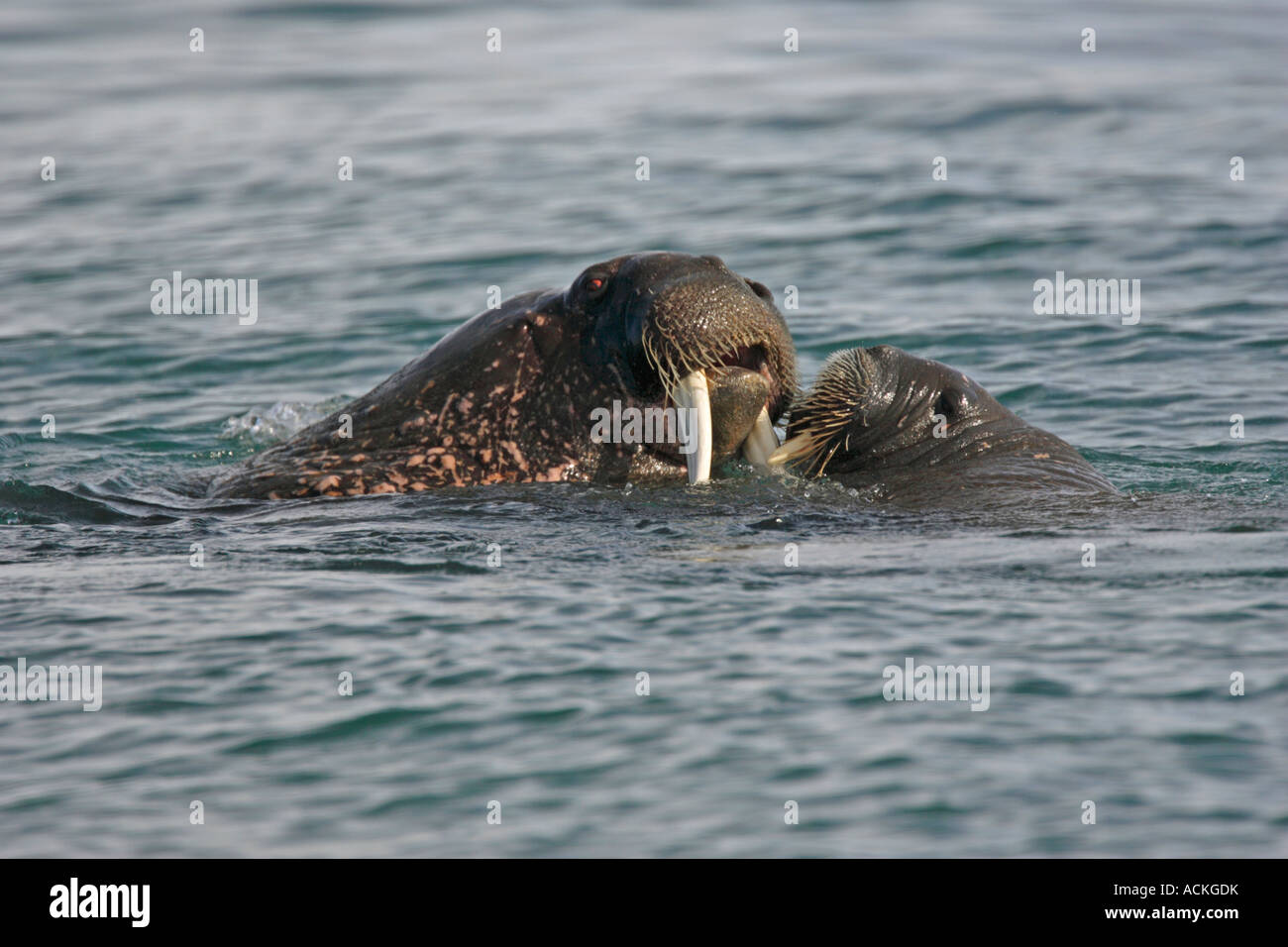 Walrus Odobenus rosmarus A pair of Walrus play fighting in the sea in ...