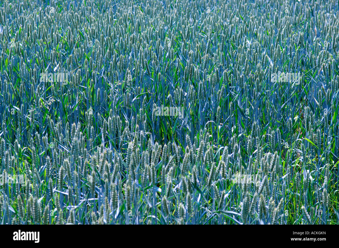 tall grass green rural countryside german germany generic european ...